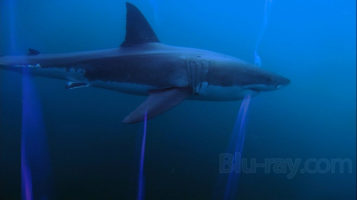 Great White Odyssey Blu-ray Release Date July 14, 2009