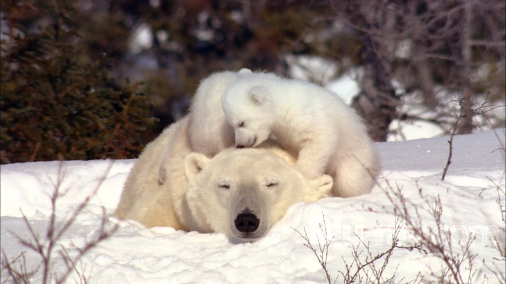 Knut and Friends Blu-ray